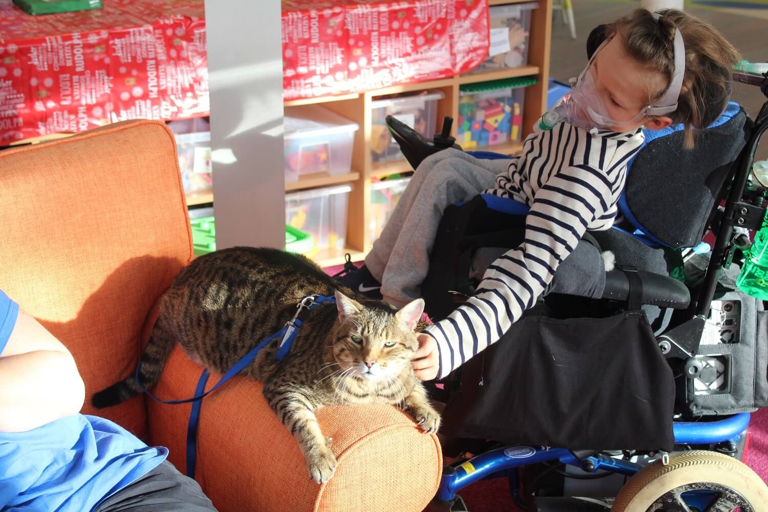 Therapy cat store